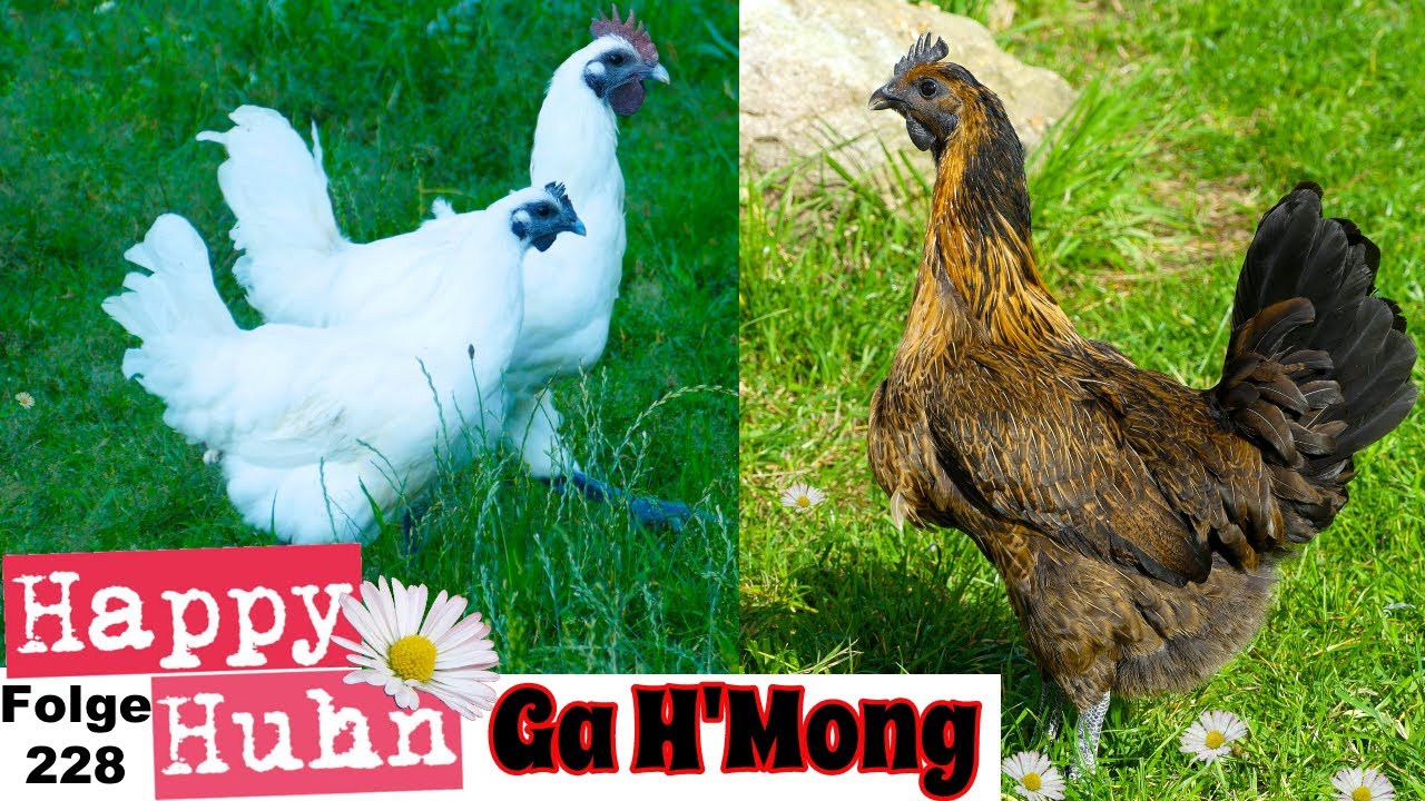 Ga H'Mong Hühner - Eine besondere Hühnerrasse aus Vietnam im ...