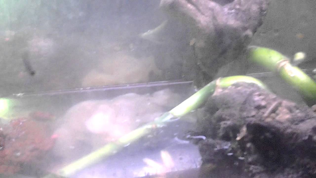 Red claw crab tank set up - YouTube