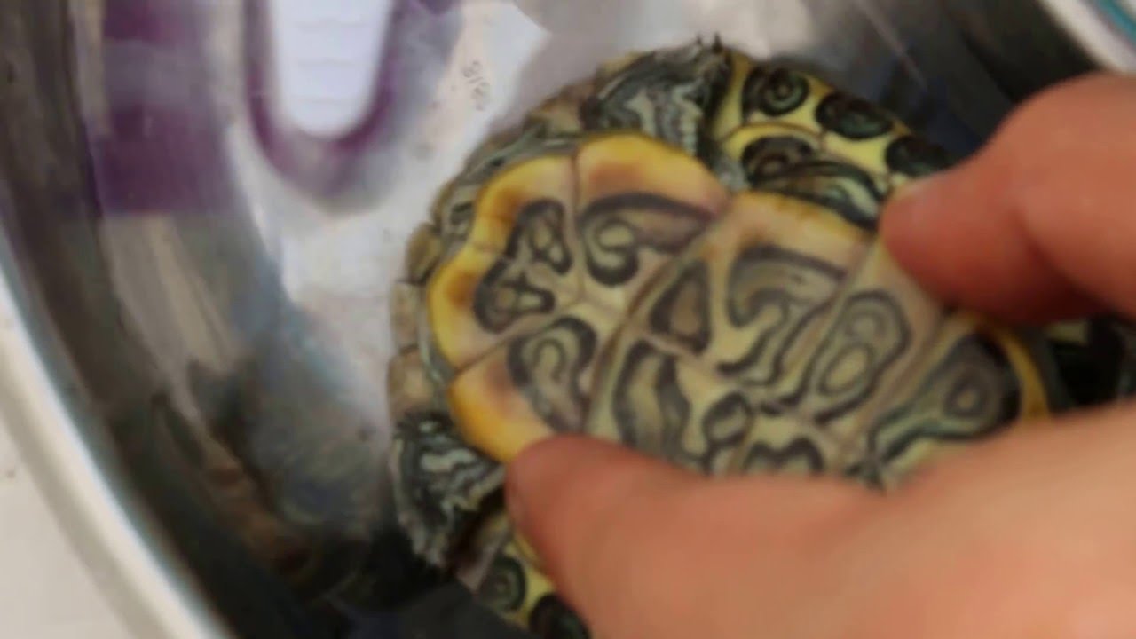 Day 3 of treatment: Two 2-year-old terrapins has shell rot. Treatment ...