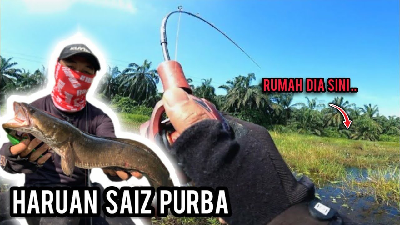 CASTING HARUAN | AKHIRNYA HARUAN SAIZ PURBA TERTANGKAP | BOSSNA DOMINIC ...