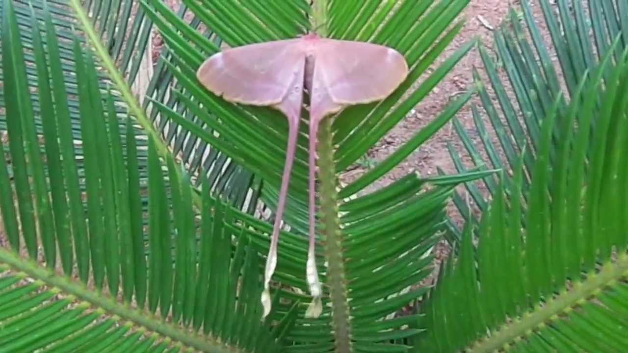 Silkmoth - Eudaemonia argus - YouTube