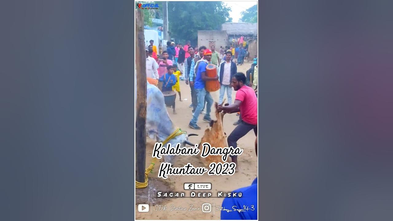 Sohrai Dangra Khunta 2023 #sarisohrai#Dangrakhuntaw Kalabani Dangra Khunta 2023#shortvideo # ...