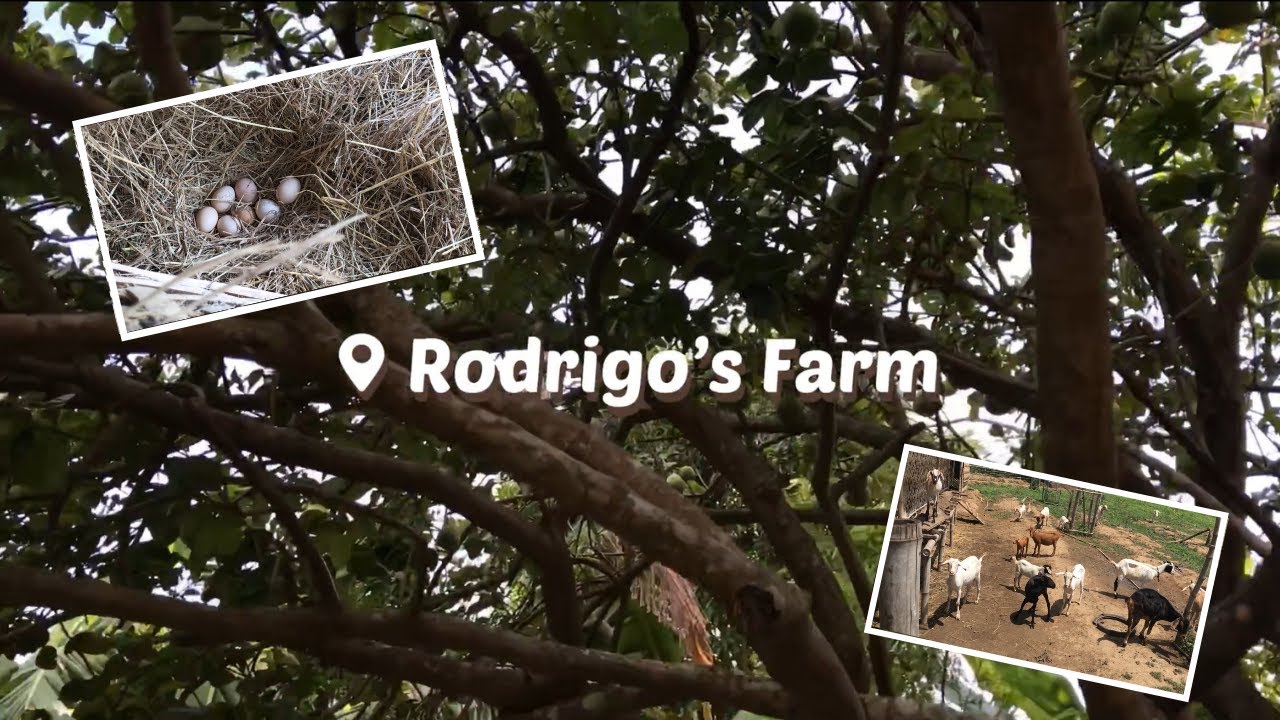 FARM TOUR | Rodrigo’s Farm - YouTube