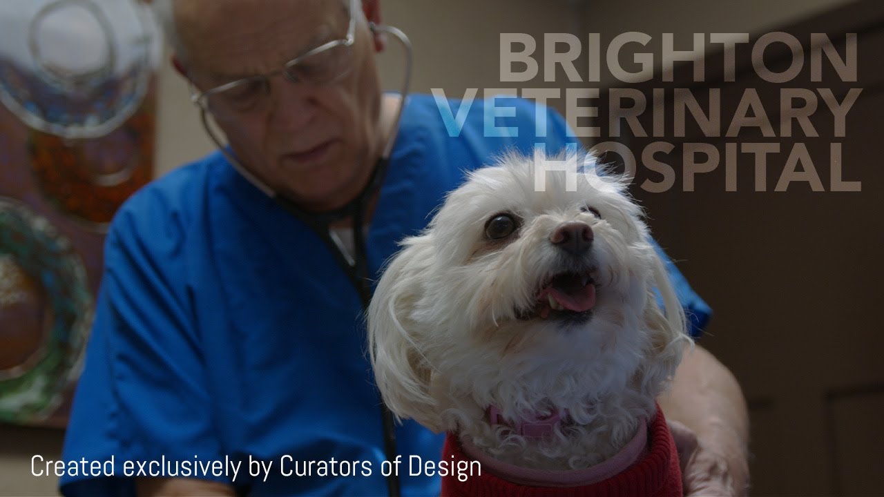 Brighton Veterinary Hospital - YouTube