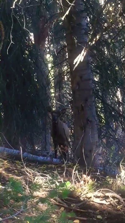 Elk Hunt- Colorado Cow Elk Feet away! - YouTube