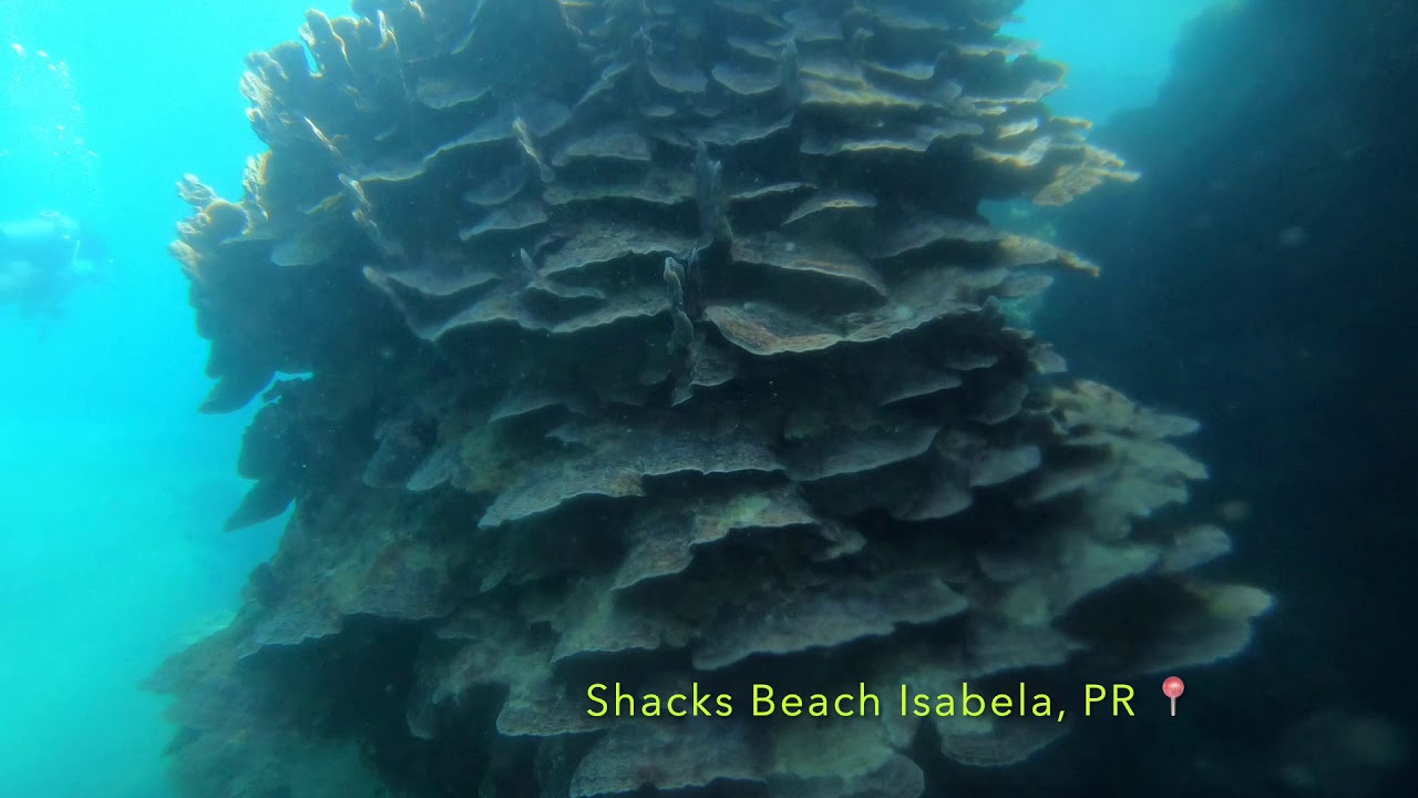 Shacks Beach Isabela PR (Cave) - YouTube