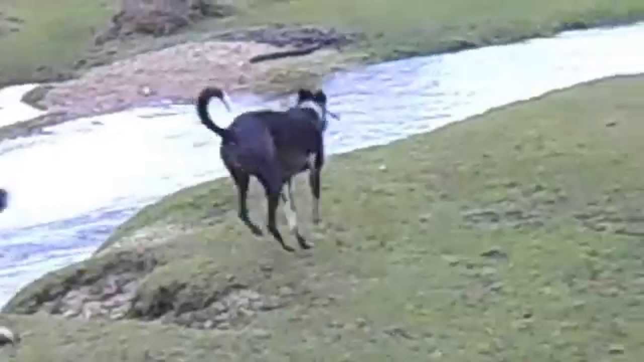 whippet x and pointer having running fun ! - YouTube