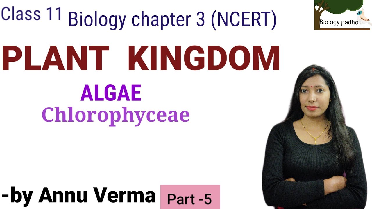 Chlorophyceae (Green algae) | Class 11 biology CH- 3 (NCERT) / NEET# ...