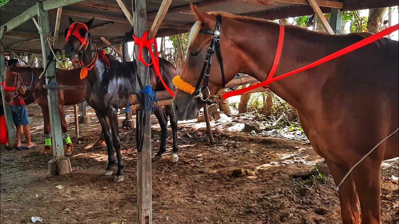 KUDA PACU LOKAL JUGA BAGUS BEGINI PENAMPAKANNYA | BISNIS KUDA PACU ...