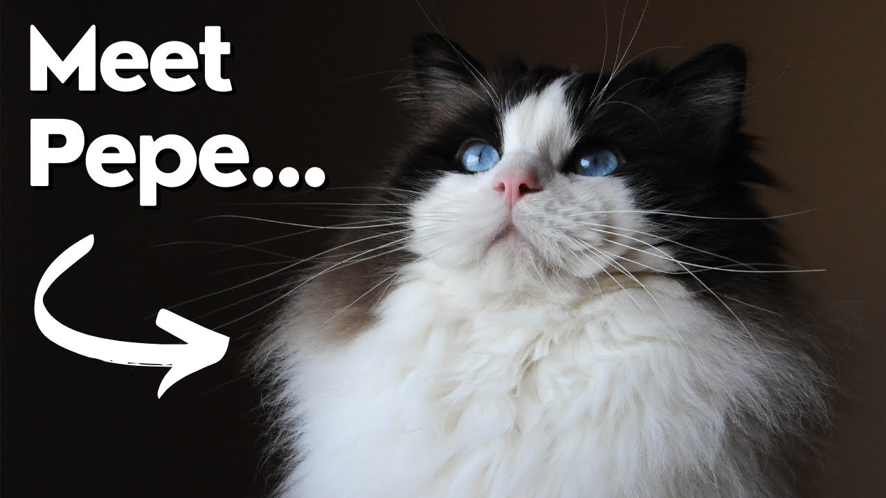 Meet my Ragdoll Cat Pepe 😻 Father of our Ragdoll Kittens - YouTube