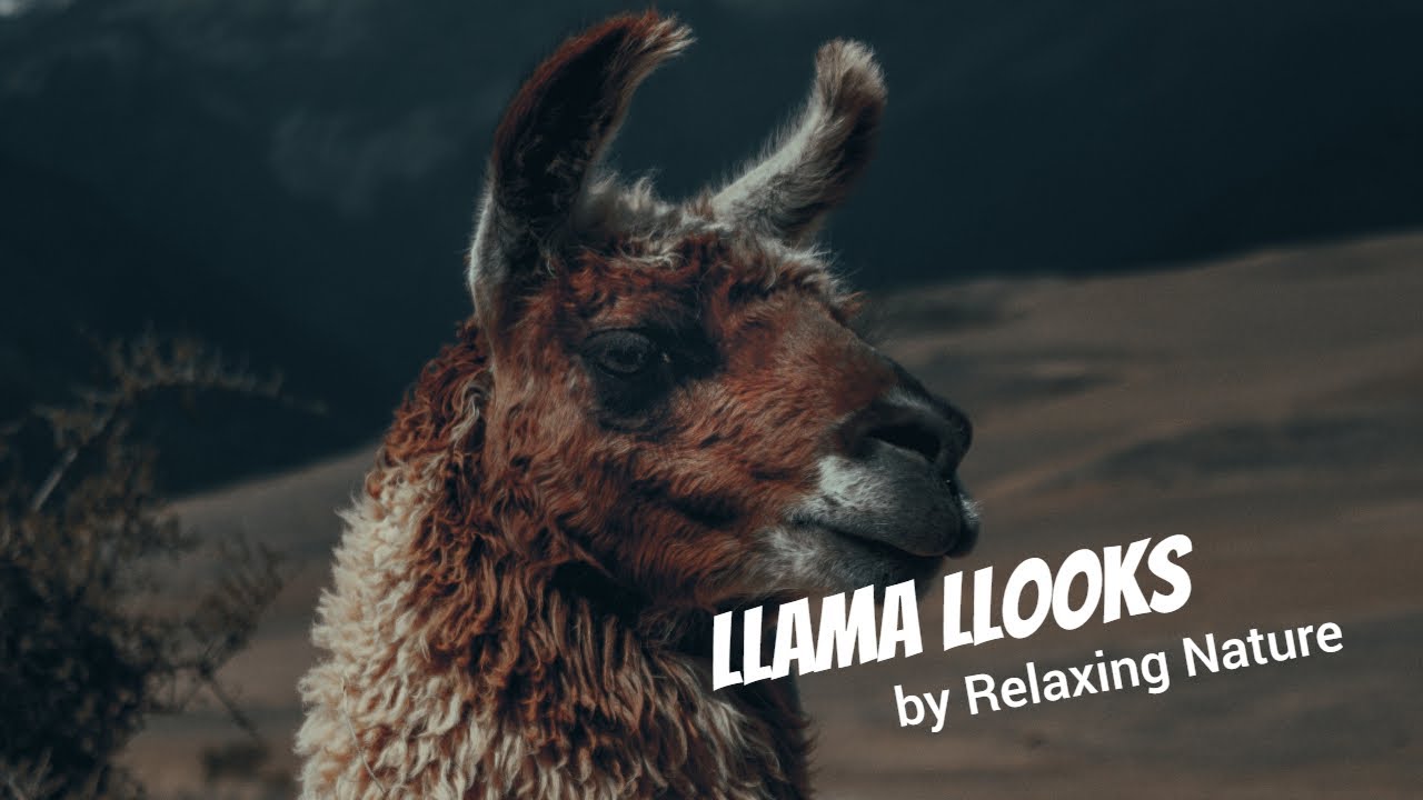 Llama Llooks – 150 minutes of Beautiful, Relaxing Nature Music for ...