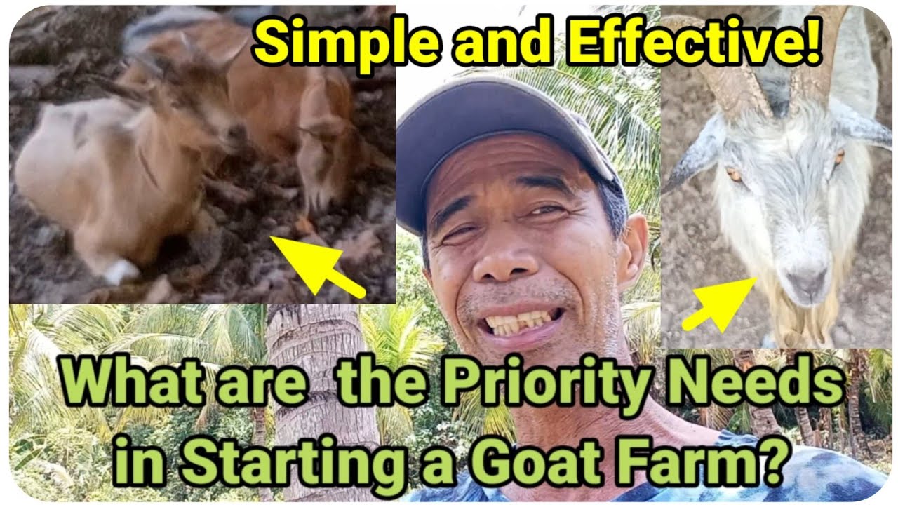 『What are the Priority Needs in Starting a Small Goat Farm?』〘Simple but ...