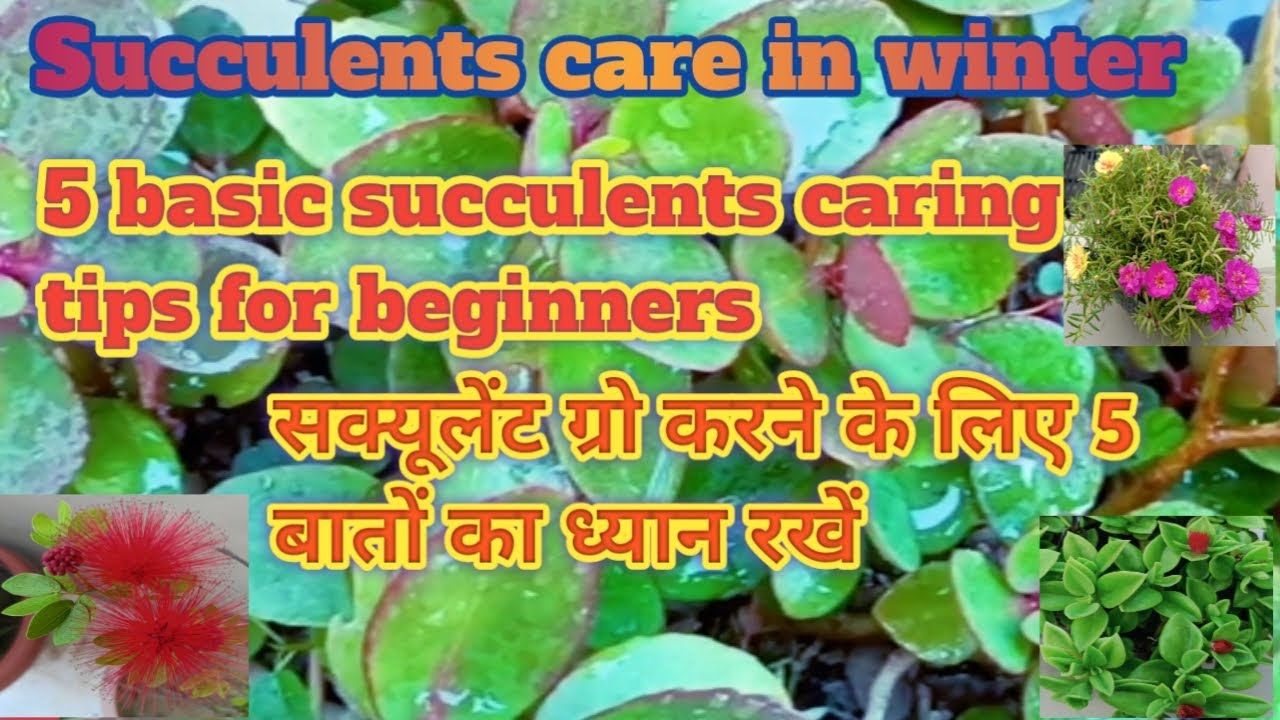 Succulent care in winter,5 basic succulents caring tips for beginners ...
