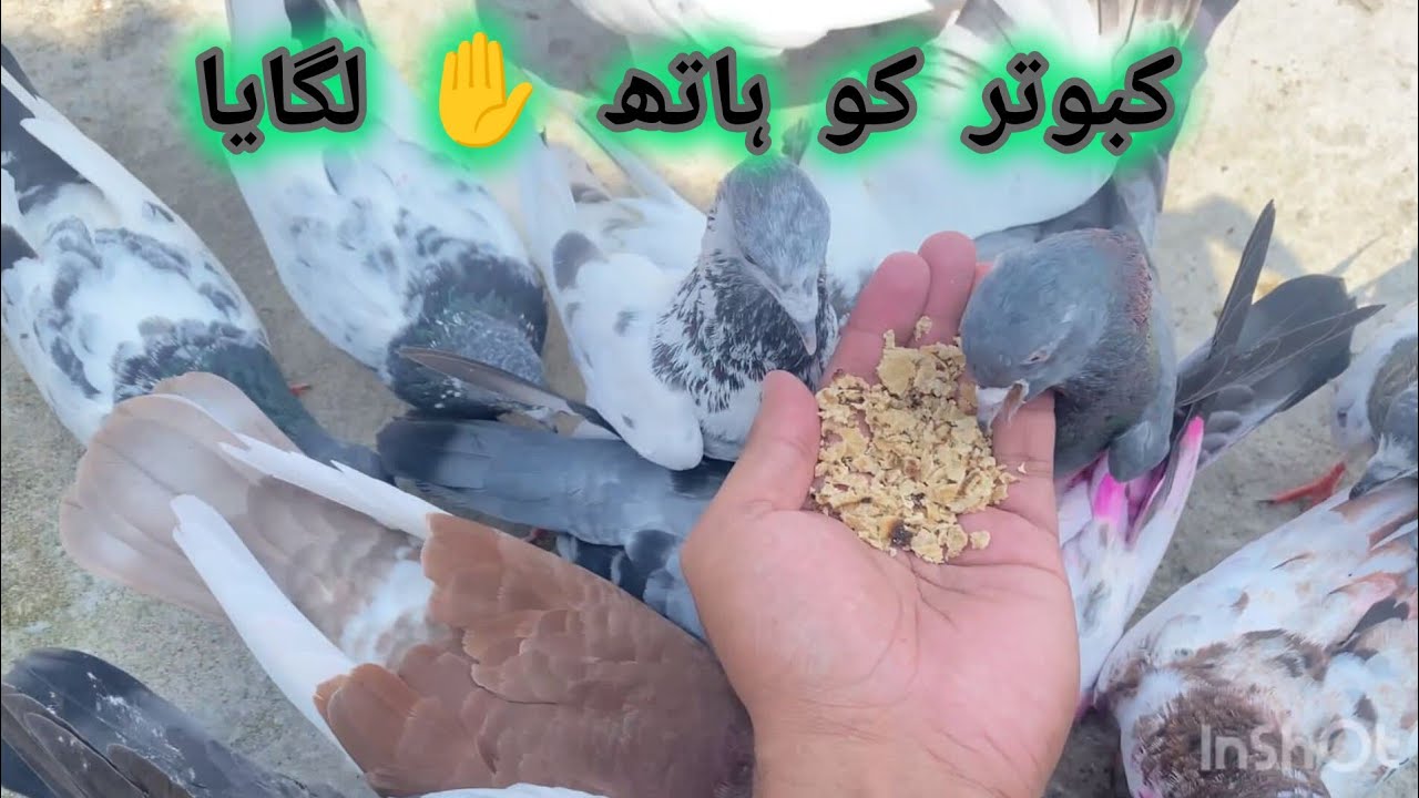 kabootro ko hath par laga liya ...#sialkotpigeons - YouTube