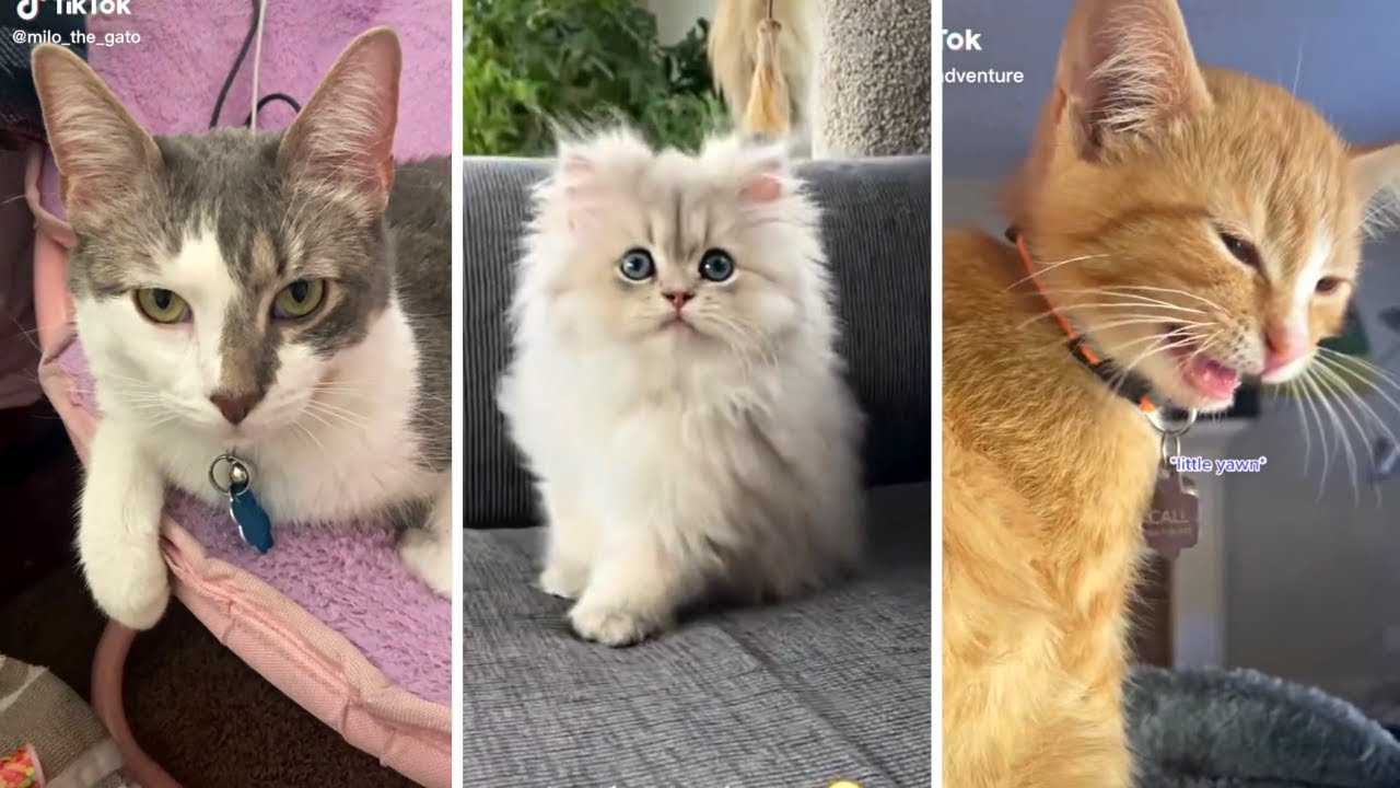 The Best Cat Videos On The Internet 😹 ️️ - YouTube