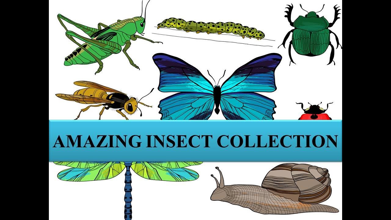 Visit to National Insects Museum at NARC Islamabad; A Display of ...