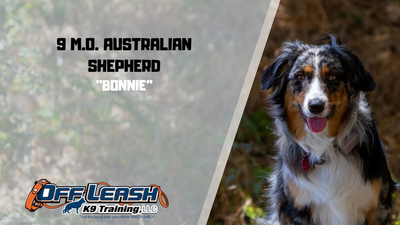 AUSTRALIAN SHEPHERD / DOG TRAINING - YouTube