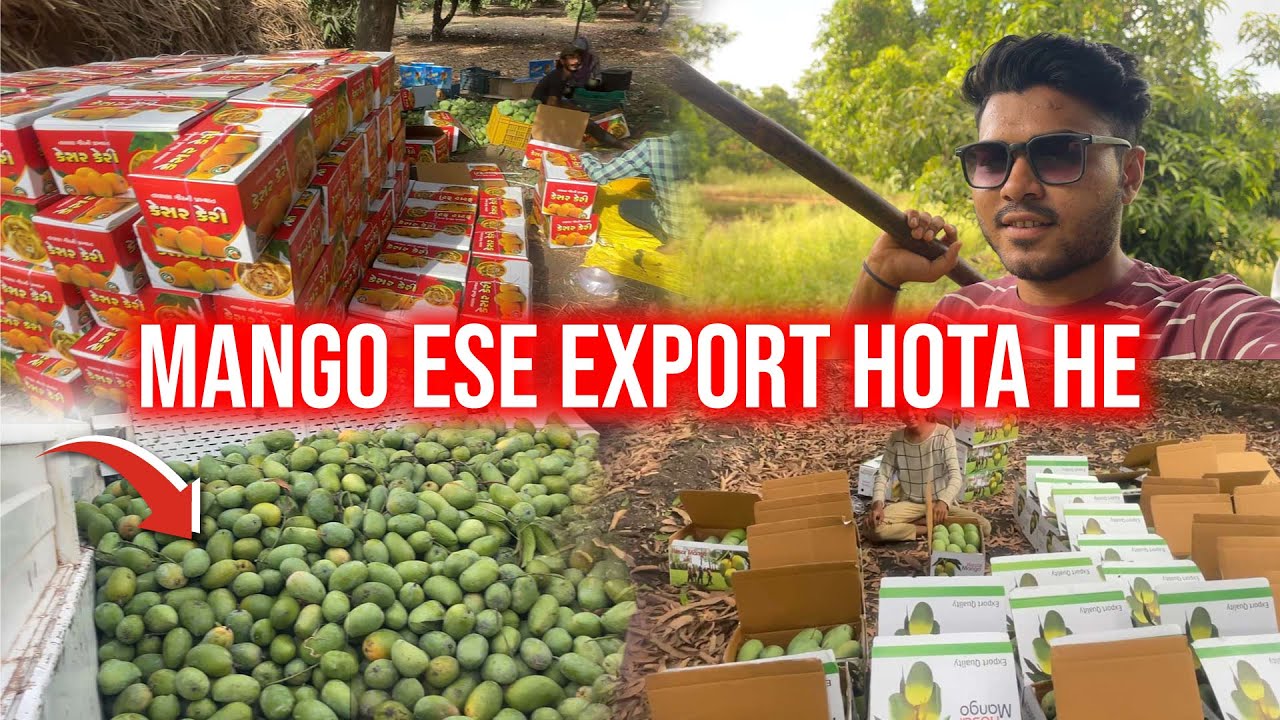 Mango Farm Se Lekar Export Tak | Summer Special Vlog😍 - YouTube