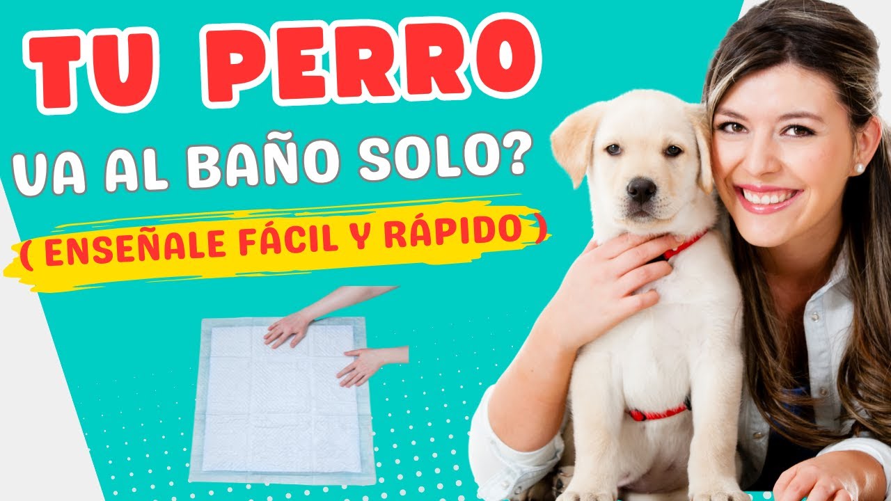 "¿Tu PERRO va al BAÑO SOLO? Enséñale CÓMO Hacer Pipí en el Lugar ...