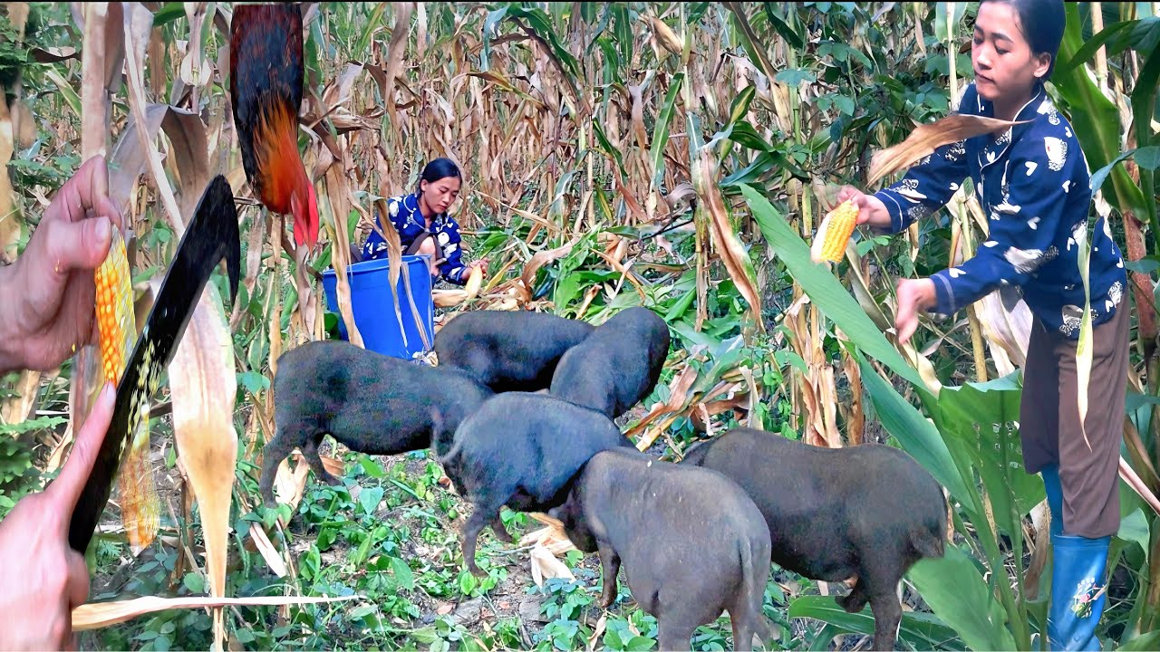 Harvesting Corn for Pig and Chicken Feed at Dang Mui Man’s Farm - YouTube