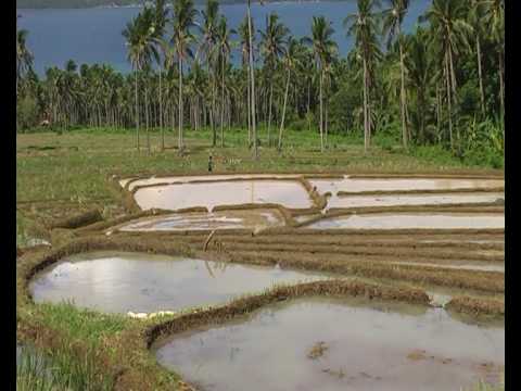 Philippines, Biliran island. Rice-terraces in Balaquid facing Leyte ...