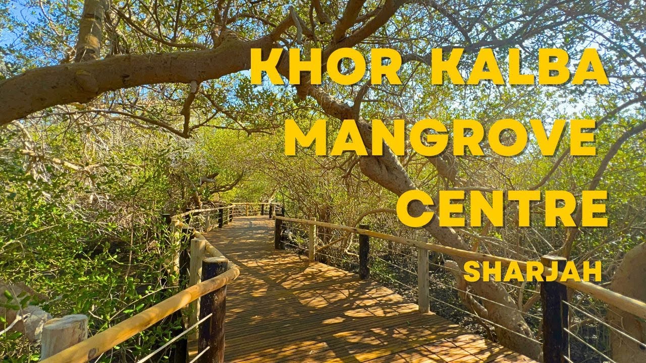 Visiting Khor Kalba Mangrove Centre in Sharjah - YouTube