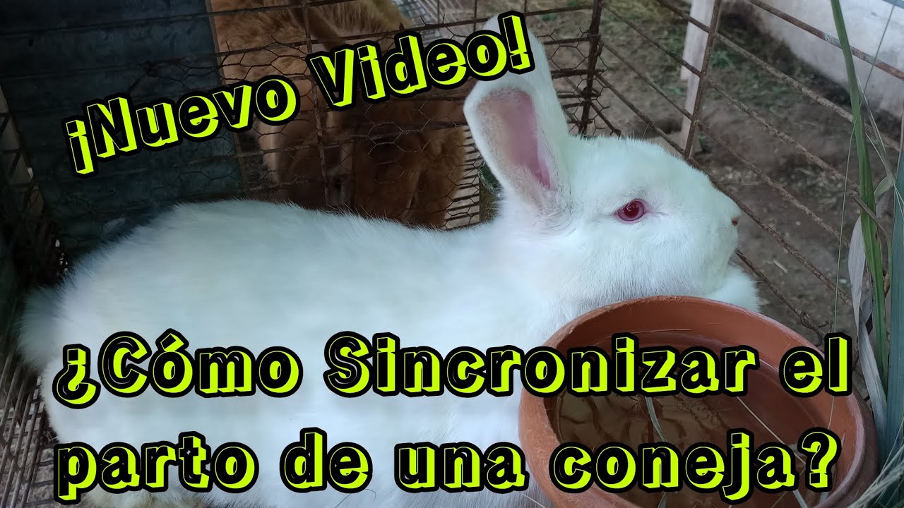 ¿Cómo Sincronizar los partos de tus conejas? - YouTube