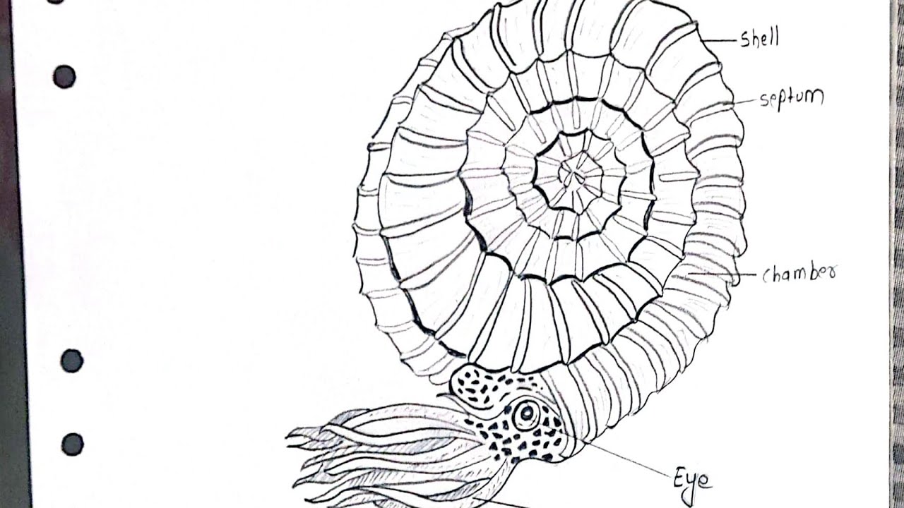 how to draw ammonite/ simple drawing of Ammonite / udaan - YouTube