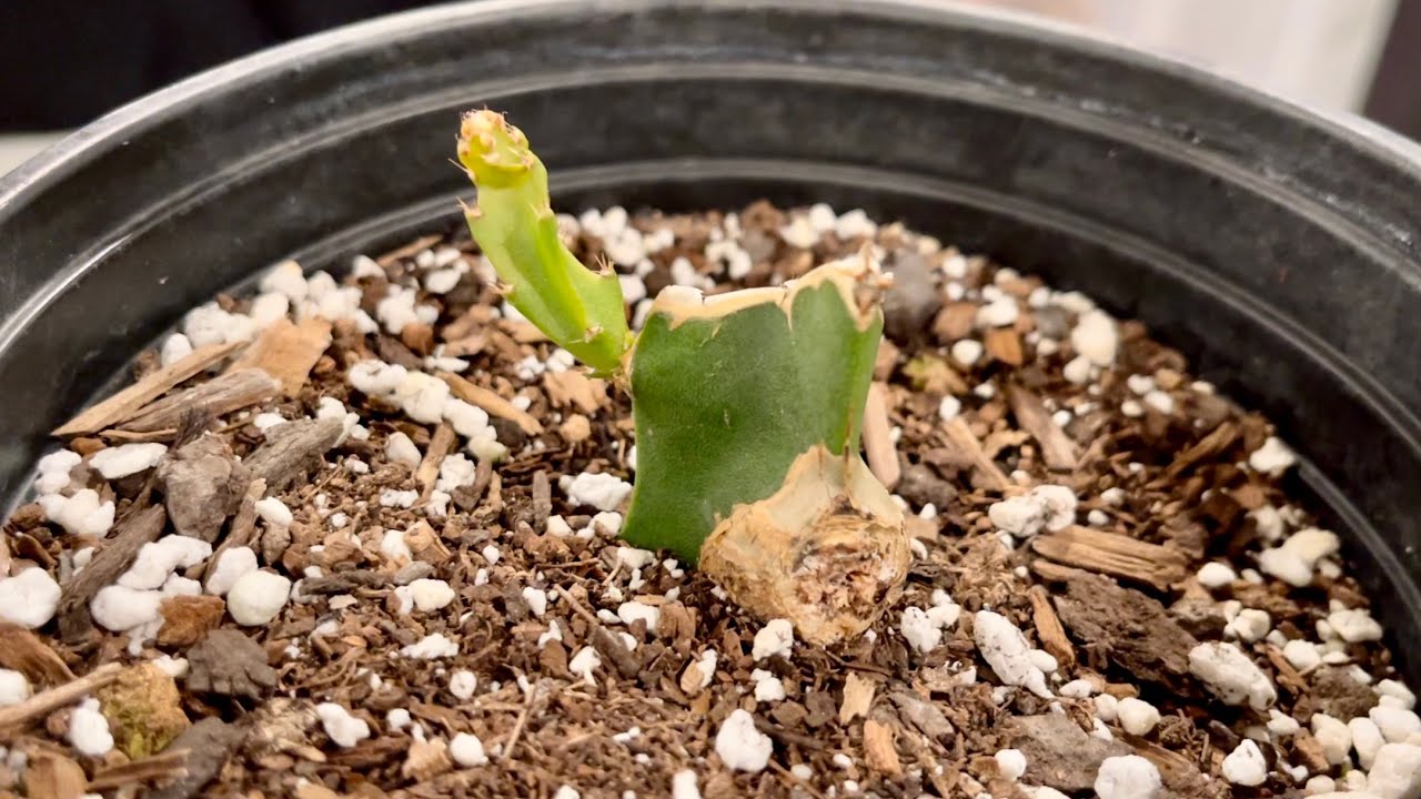 How to Root Dragon Fruit Stem From Store Bought Fruit Part 2 - YouTube