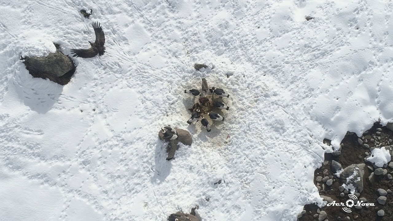 Condor chileno, eating Cow. Condor Liberacion. Dron 4k - YouTube