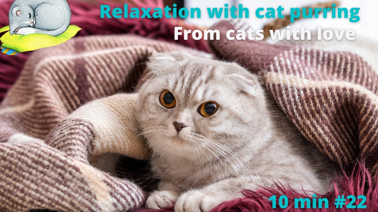 Cute Cat 😽Cat Relaxing to Calm Cute😽Cat Relaxing to Calm Music 🐈Cat ...