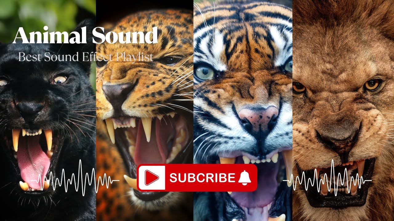 Lion Roar Sound Effect | Powerful Jungle King Roaring in HD - YouTube