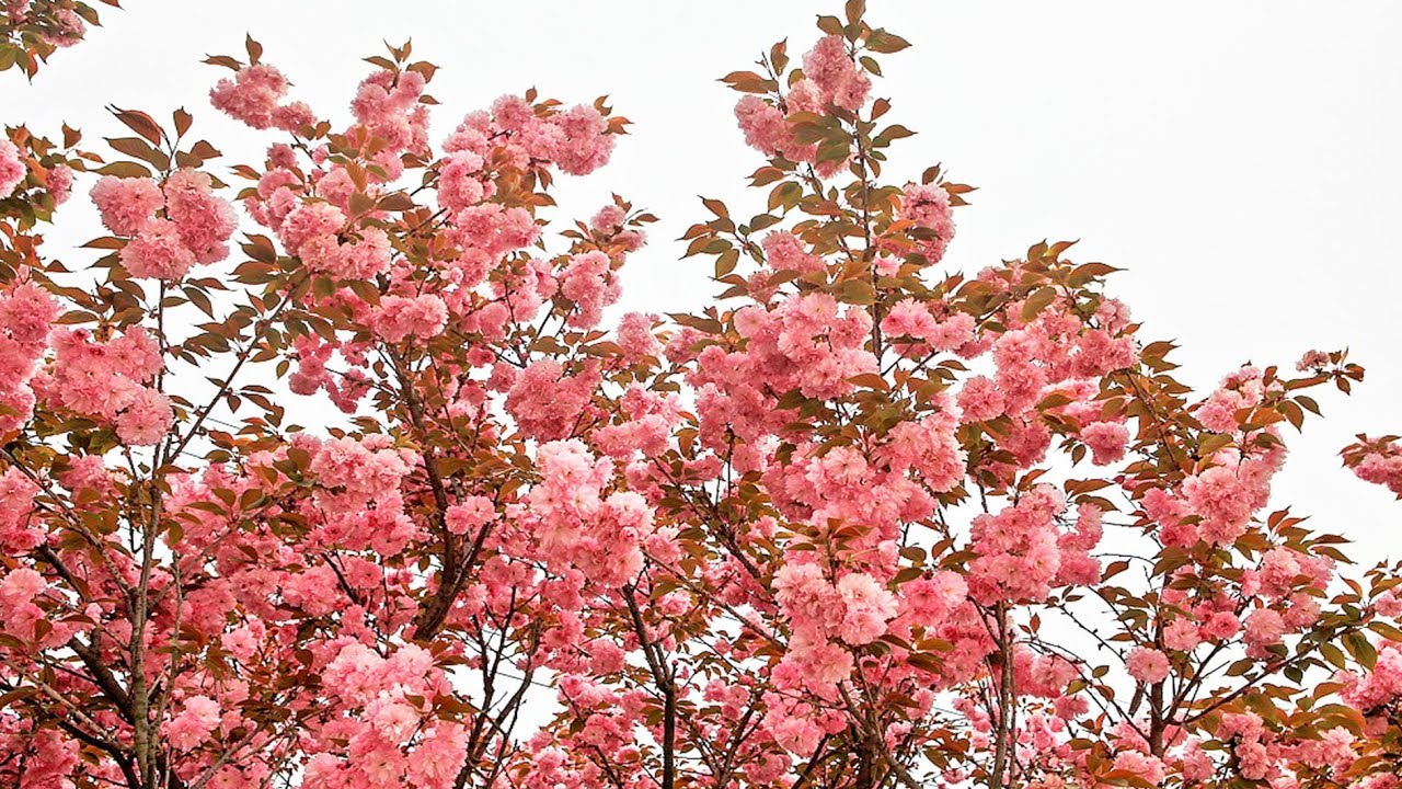 Blooming cherry blossoms create sea of colors in eastern China - YouTube