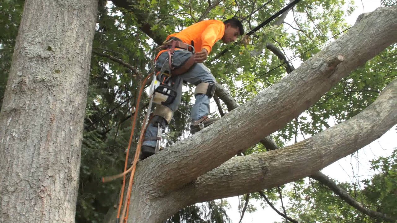 CR Tree Service - YouTube