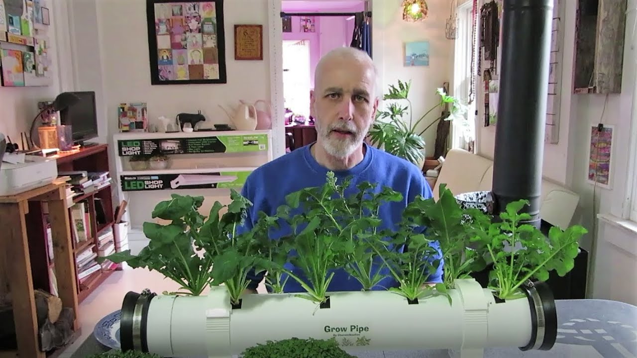 Hydroponic Arugula Second Cutting Harvest - YouTube