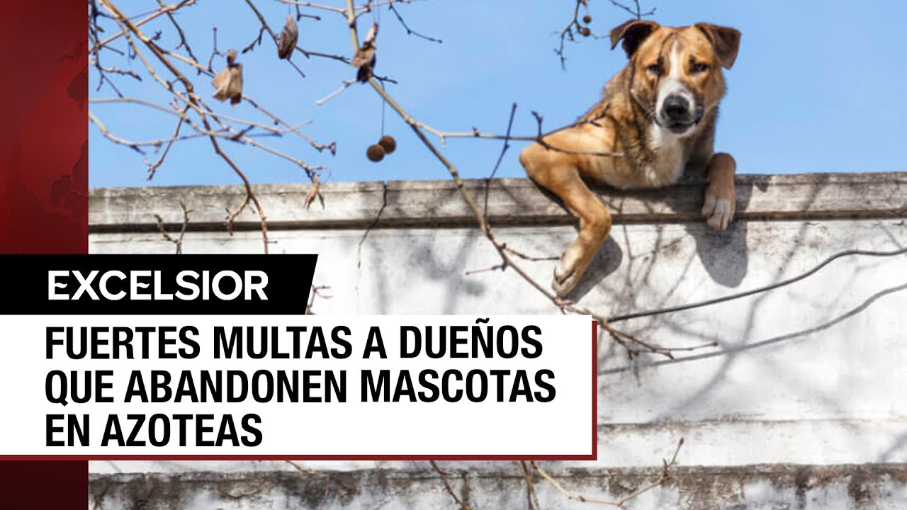 ¿Cuál es la multa por dejar a tu mascota en la azotea? - YouTube