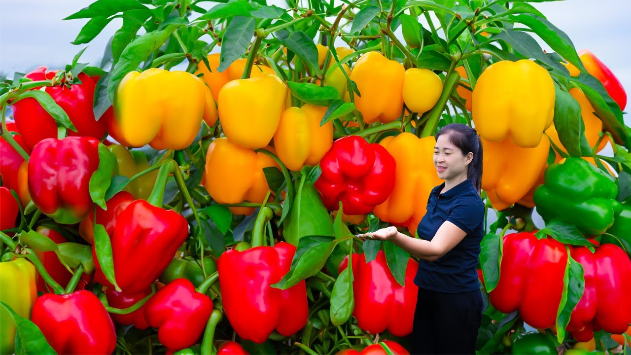 Single Girl Harvest Bell Pepper & Goes To Market Sell | Harvesting And ...