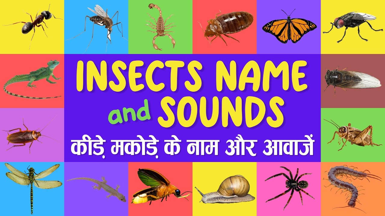 learning insects names and sounds | insects names for kindergarten | insects & Bugs vocabulary ...