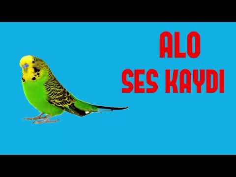 ALO MUHABBET KUŞU PAPAĞAN İSİM ÖĞRETME SES KAYDI