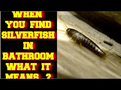 Why Do I Have Silverfish In My Shower