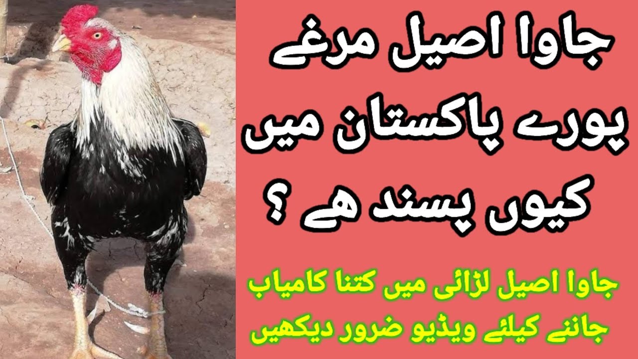 how to aseel murga java aseel ki pehchan | white aseel murga ki pehchan ...