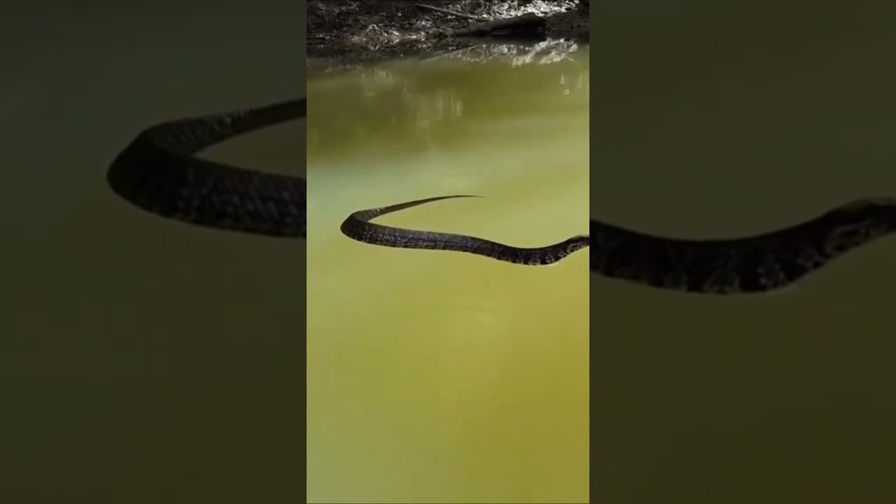 Water Moccasin is swimming #shorts AnimalTube - World of animals - YouTube