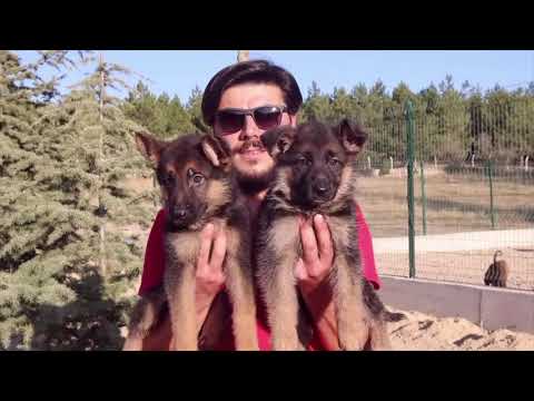 Satılık Cocker ve Alman Kurdu Yavruları