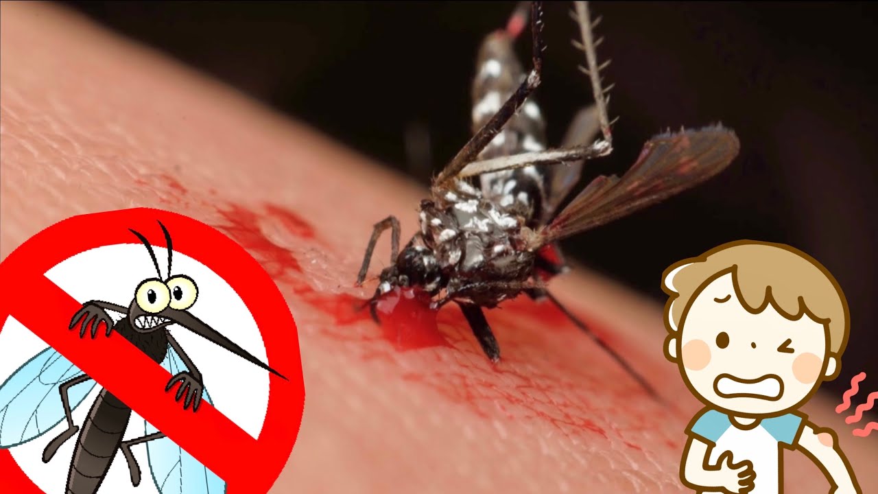 Mosquito Sound Effect - ASMR 8 Hours - YouTube