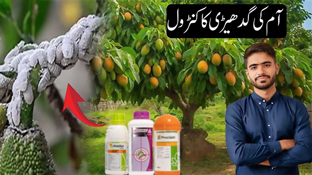 How to control Mango Mealy Bug in Mango Orchards | Chemical Spray ...