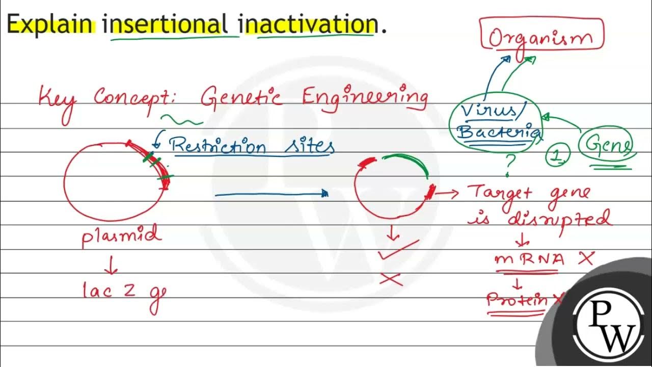 Explain insertional inactivation. - YouTube