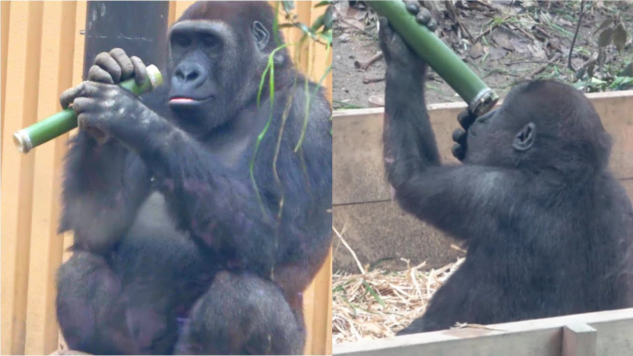 Gorilla brothers struggling with their first bamboo tube. Gorilla ...