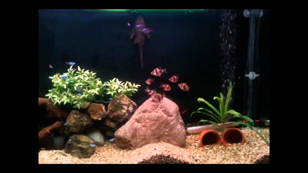 fish tank 200 litres 45 gallon aquarium - YouTube