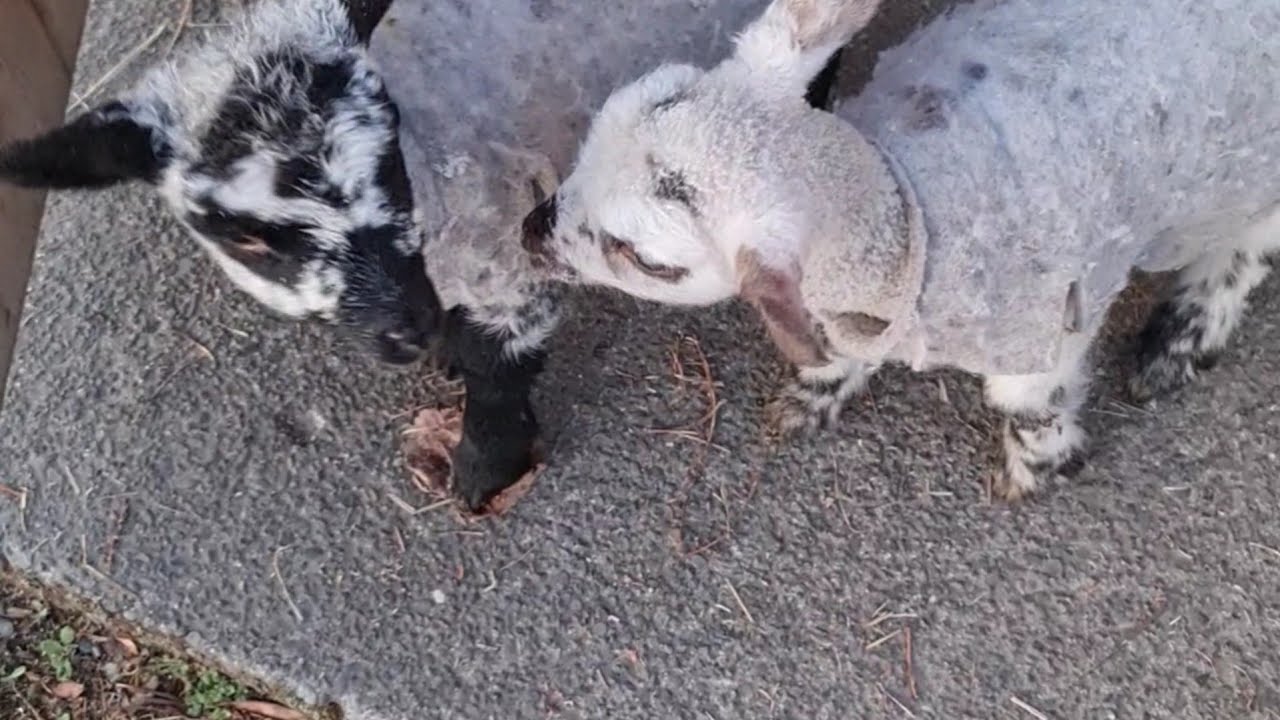 Only Lambs - YouTube