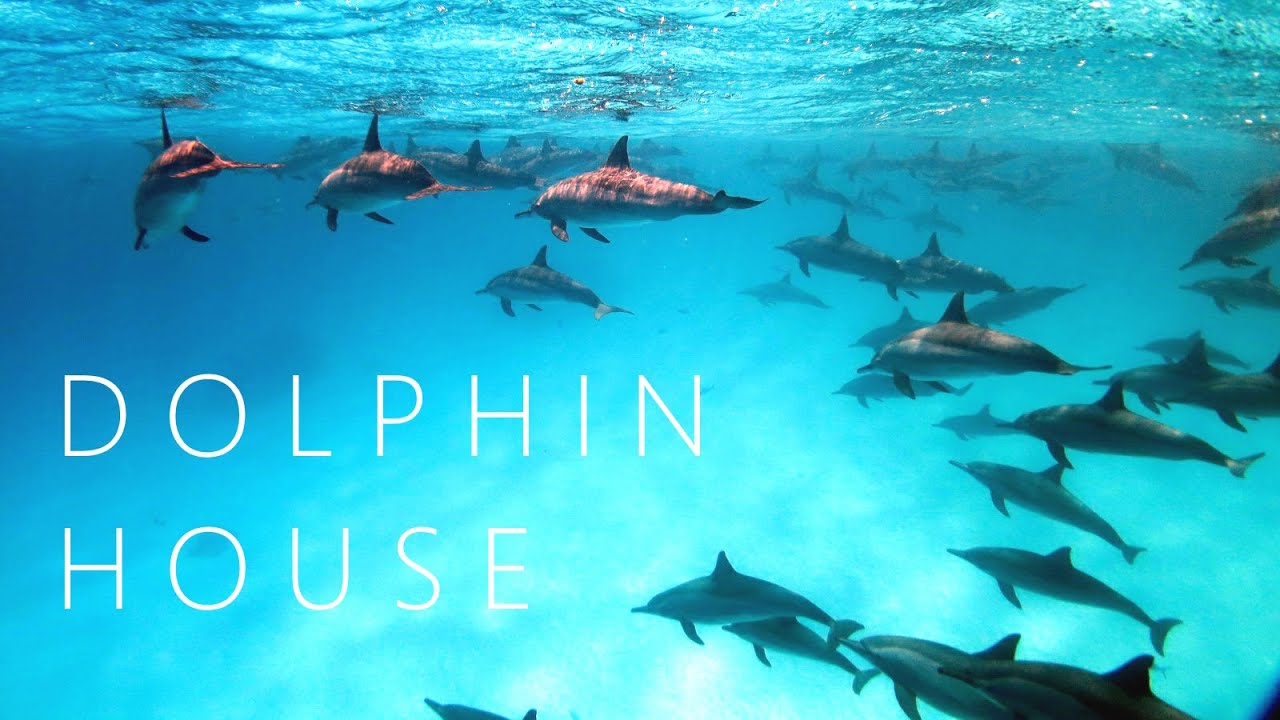 Samadai and Sataya "Dolphin House" Reefs - 2026 Guide